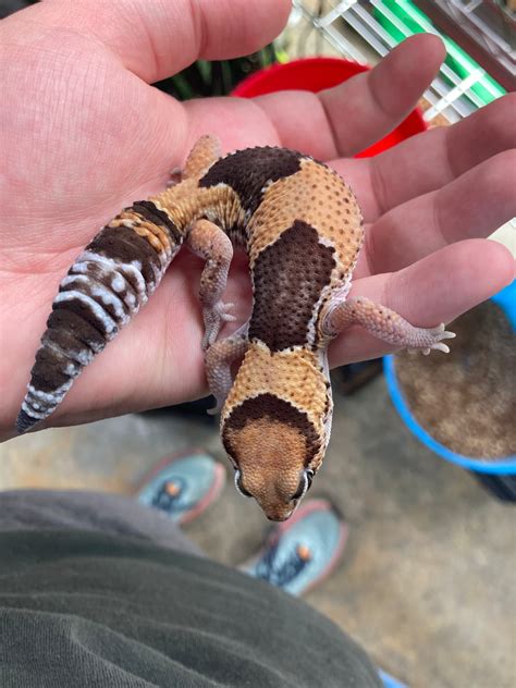 Comprehensive Breeding Guide Please Fat Tailed Geckos Morphmarket