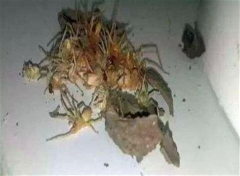 男子半夜醒来发现屋顶上有东西再爬，打开灯一看瞬间就清醒了！虫子