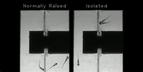 Isolated Vs Non Isolated Zebra IMAGE EurekAlert Science News Releases