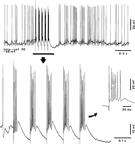 Vl Evoked Augmenting Responses In Intracellularly Recorded Rostral Re Download Scientific