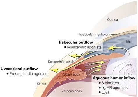 Trabecular Meshwork Anatomy