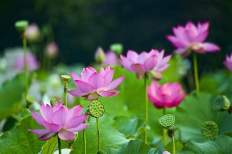 讀睡精選古詩詞 月光如水夜清涼萬盞紅蓮蕊綻香 每日頭條