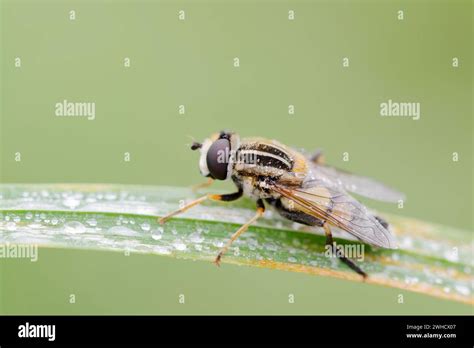 Large Marsh Hoverfly Helophilus Trivittatus North Rhine Westphalia