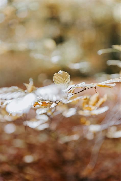 Closeup Photography Of Orange Leaf Tree Photo Free Leaf Image On Unsplash