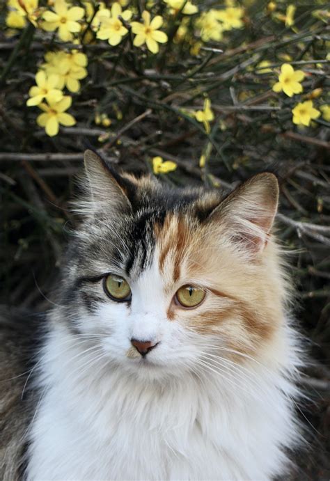 动物 猫 猫科动物 Pixabay上的免费照片 Pixabay