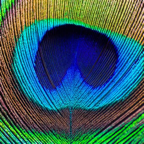 Art Tiles By Waterjet Works Peacock Waterjet Works Store