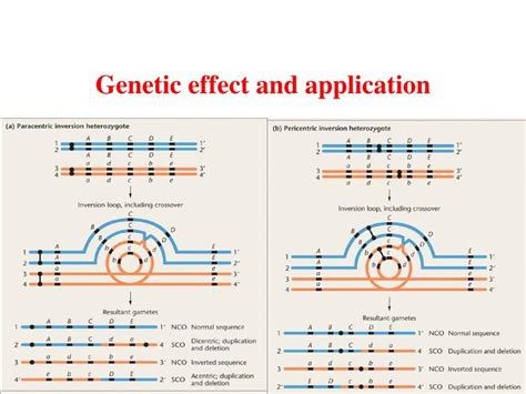 Ppt Chapter 10 Inheritance Analysis Of Chromosome Aberration Powerpoint Presentation Id 5458357