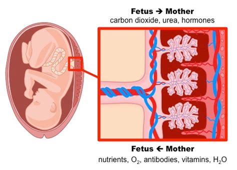What Is Placenta Class 10th Cbse Class Notes Online Classnotes123