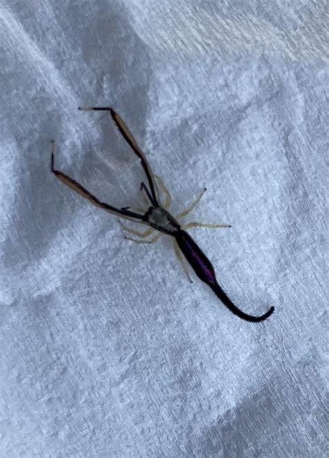 Scorpion Looking Bug R Whatsthisbug