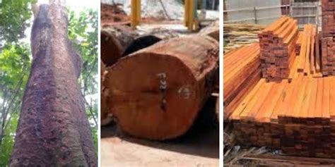 Kelengkapan Daftar Harga Produk Parket Merbau Kios Parquet Jakarta