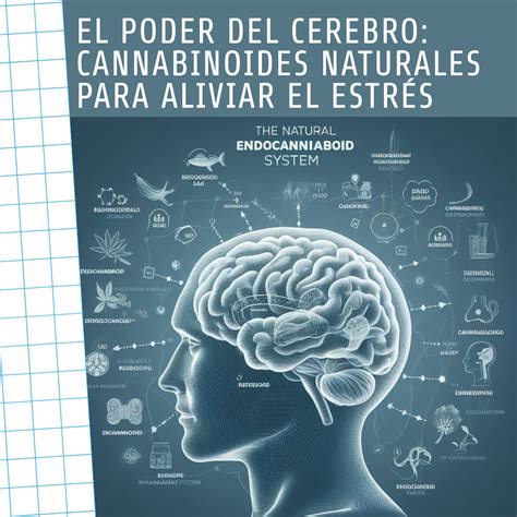 El Poder del Cerebro Cannabinoides Naturales para Aliviar el Estrés