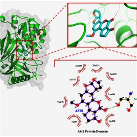 Interaction Of Amino Acid Residues Within Akt1 Afb1 Complex Download