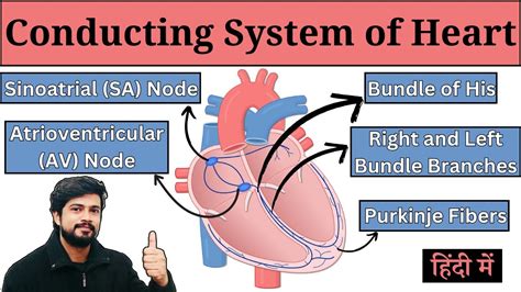Conducting System Of Heart In Hindi Sa Node Av Node Bundle Of His