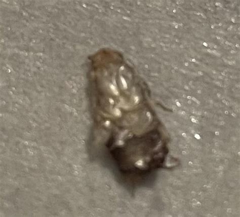 Bug Id Requested Rbugidentification