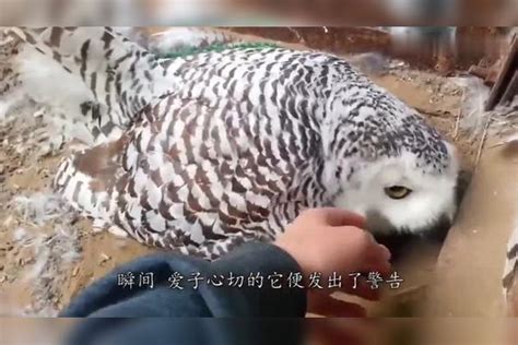 猫头鹰孵蛋时，被主人不停骚扰