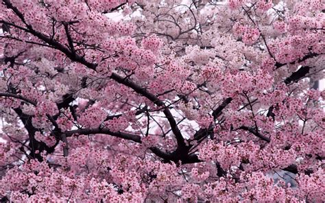 배경 화면 벚꽃 나뭇 가지 봄 나무 아름다움 기분 1680x1050 Coolwallpapers 1084548