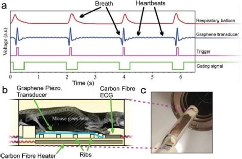experimental setup used for in vivo scan tweedie et al 2020
