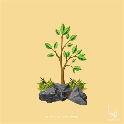 The Secret Lives Of Trees Exploring The Social Networks And