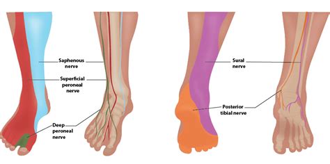 Deep Peroneal Nerve Block Sonoguide