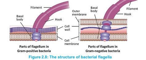 The Bacterial Flagella And Pili Movement Attachment And Communication