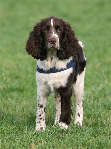 잉글리시 스프링어 스패니얼english Springer Spaniel 네이버 블로그