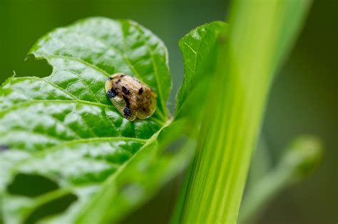 ヨツモンカメノコハムシ 虫の写真と生態なら昆虫写真図鑑ムシミル