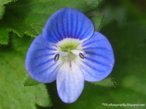 Persian Speedwell Veronica Persica Nature Cultural And Travel