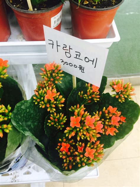공기정화 실내식물 화분종류 네이버 블로그