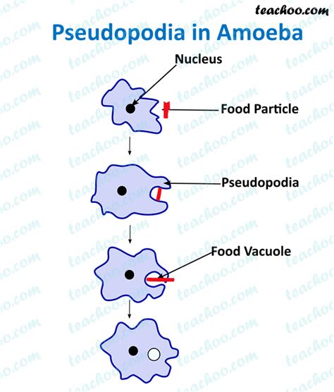 Shapes Of Cells Examples With Images Teachoo Concepts