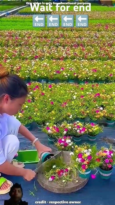 Wait For End 🔚🔚🔚 Youtubeshorts Shorts Short Viralshorts Ff1107gm Youtube