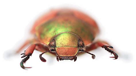 Emerald Tip Beetle Anoplognathus Brunnipennis The Australian Museum