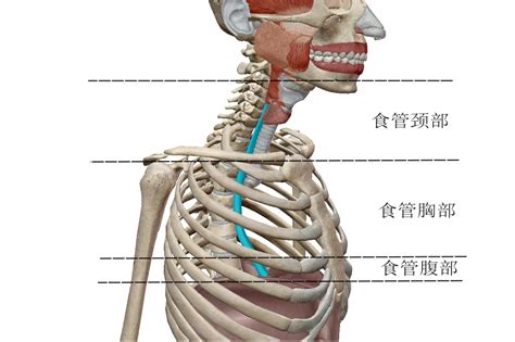 人体气管和食管结构图