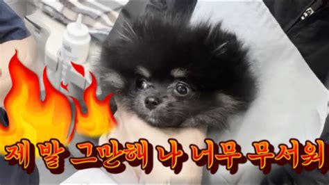 강아지 병원 동물 병원 나 지금 떨고있니 Youtube