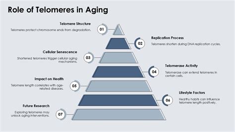Role Of Telomeres In Aging Senescence Biology PPT Structure ACP PPT Example