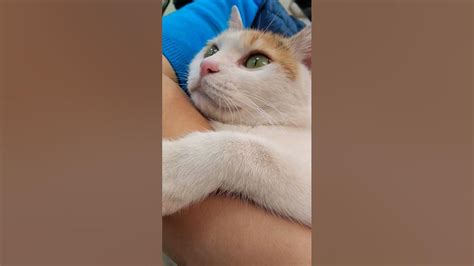 사무실에 사는 고양이🐾 안기는 고양이🐾 집에 가지마요~😽 밤에 혼자 무서워요~🙀 저랑 같이 있어요~😻 Youtube