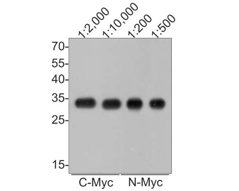 Myc Tag Recombinant Monoclonal Antibody A3c8 R 2 Ma5 50639