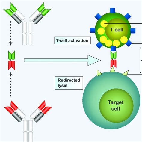 Pdf Bispecific T Cell Engaging Antibodies For Cancer Therapy