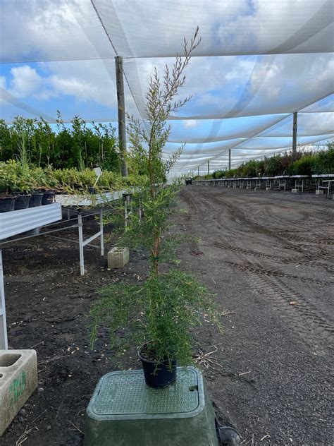Leptospermum Lemon Frost 140 Mm The Tree Co Farm