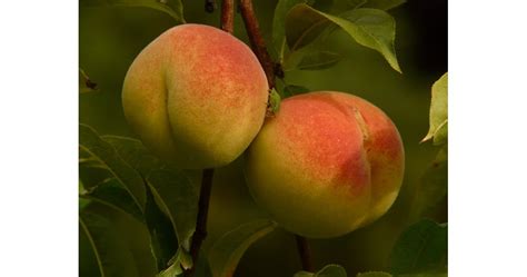 Следете за източен плодов червей Български Фермер