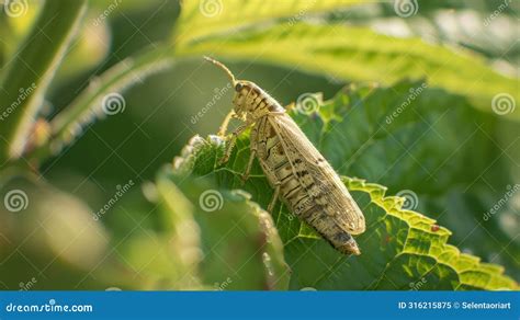 disease identification a crop scouting robot equipped with