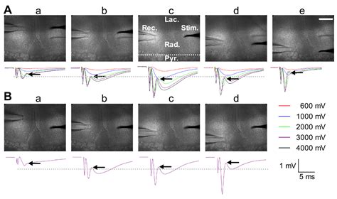 Recording Synaptic Plasticity In Acute Hippocampal Slices Maintained In