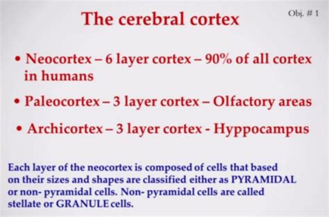 Cerebral Cortex Menini Flashcards Quizlet