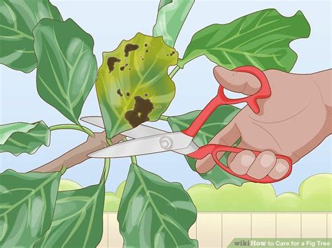 Ways To Care For A Fig Tree WikiHow