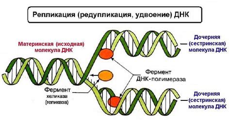 1 репликация днк это синтез рнк по матрице Школьные Знания