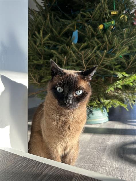 help‼️ can anyone tell me what breed of cat this is she was from a