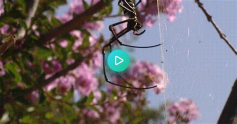 Spider Vs Frog  On Imgur