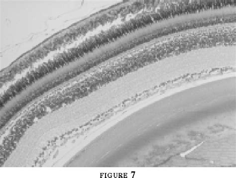 [pdf] Evolutionary Attempts At 4 Eyes In Vertebrates Semantic Scholar