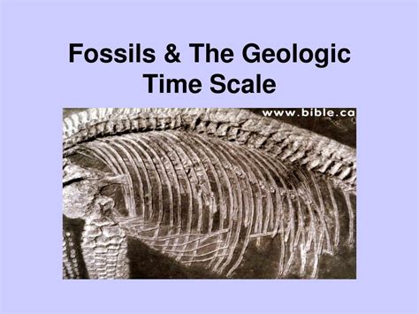 PPT Fossils The Geologic Time Scale PowerPoint Presentation ID