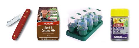 propagating semi hardwood cuttings gardens online