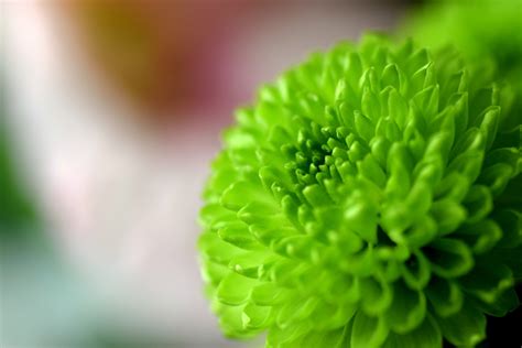 緑色の花 By ドキドキ （id：8371650） 写真共有サイトphotohito